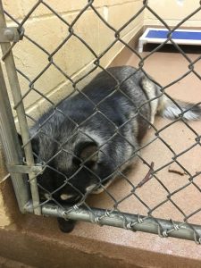 Contributions – Trinity GAP Rescue