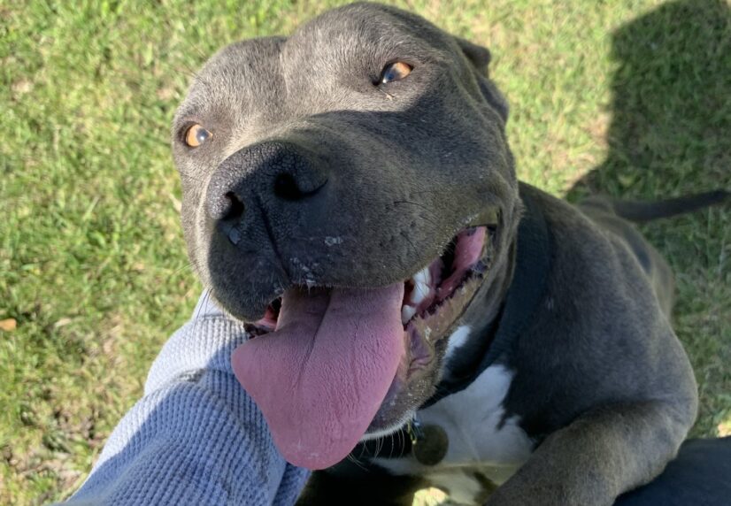 Volunteer – Trinity GAP Rescue