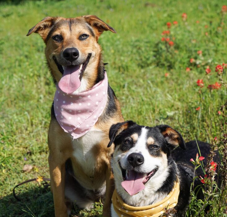 Trinity GAP Rescue – Supporting the Euless Animal Shelter