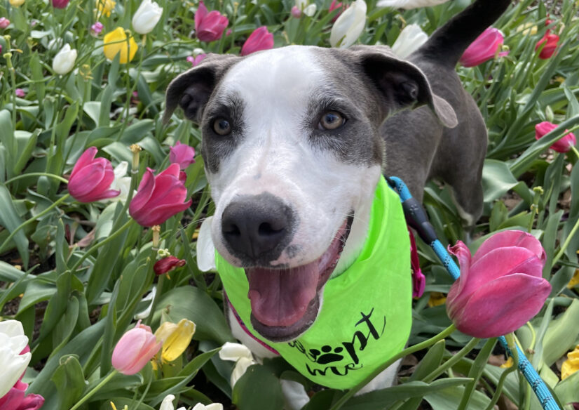 Volunteer – Trinity GAP Rescue